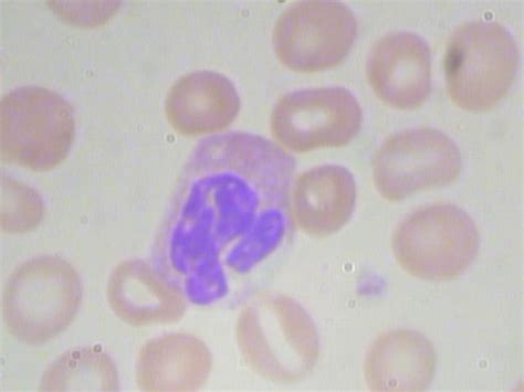 Vaibhav Rathore Roboflow Universe