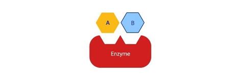 Coenzyme Definition Characteristic And Examples