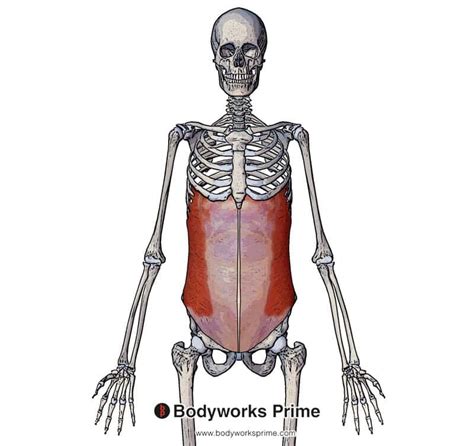 External Oblique Muscle Anatomy Bodyworks Prime