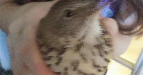 Hey Me And My Sister Found A Bird And It Wont Fly Please Help Us Find