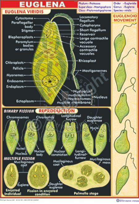 ️ Longitudinal Binary Fission In Euglena Fission Biology 2019 01 23