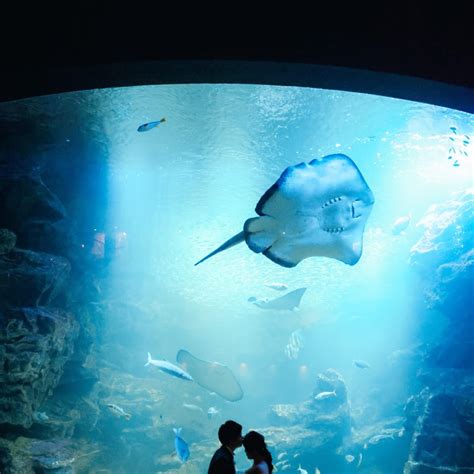 京都水族館 デコルテフォトグラフィー 前撮りフォトウェディング