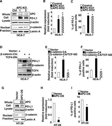 Knockout Or Overexpression Of Apc Alters Pd L1 Expression Via A Download Scientific Diagram