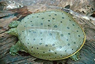 Spiny Softshell Turtle Facts And Pictures