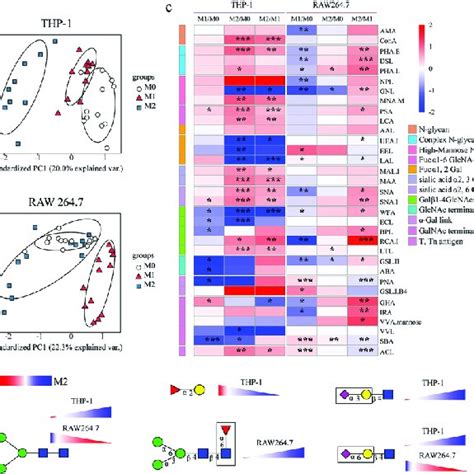 Principal Component Analysis Pca Of M0 M1 And M2 Macrophages Download Scientific Diagram