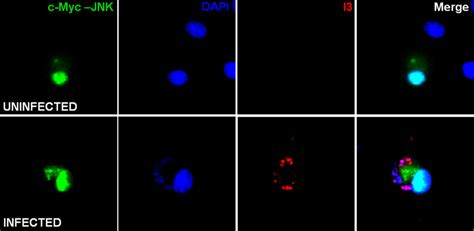 Phospho Jnk Localization During Vacv Infection Bsc 40 Cells Were Download Scientific Diagram