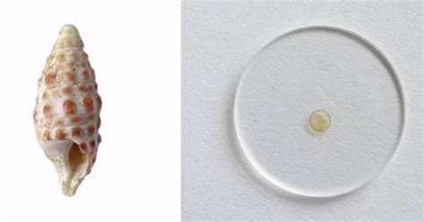 Conchas Fósiles De Doce Millones De Años Que Conservan Sus Pìgmentos Infobae