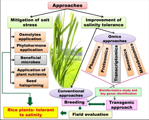 Approaches To Mitigate Salt Stress And Improve Salt Stress Tolerance In Download Scientific