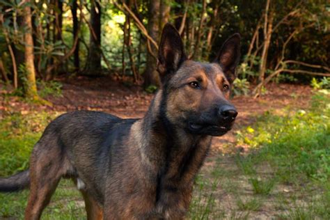 Sessão Da Tarde Exibe Max O Cão Herói Nesta Sexta Feira