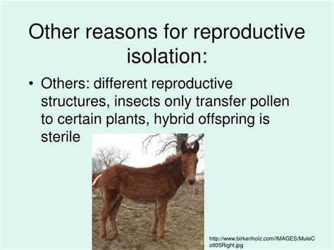 Ppt Speciation Powerpoint Presentation Free Download Id2428950