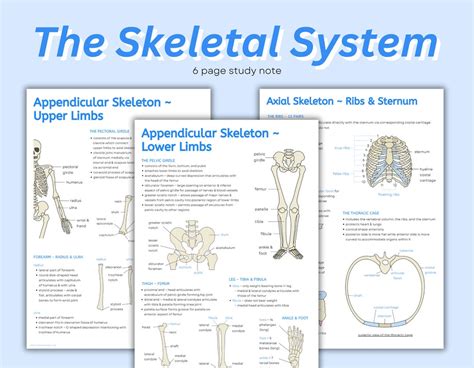 Skeletal System Notes Intro To Skeletal System Skeleton Anatomy Major Bones Diagrams Notes