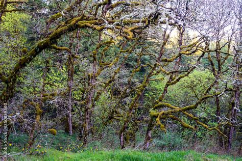 Branches Of Trees Covered With A Thick Layer Of Moss In The Wild Forest Like Forest Monsters