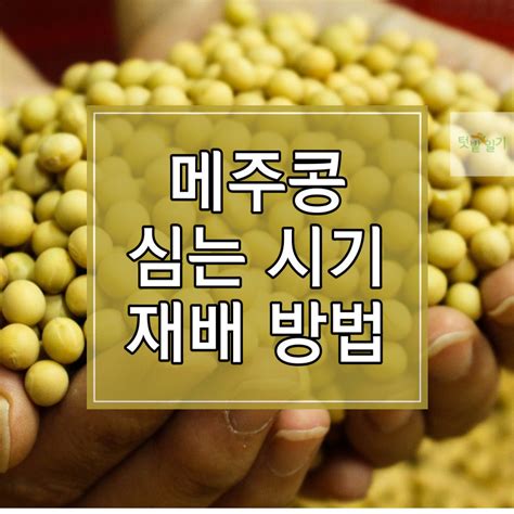 2023년 메주콩 심는 시기 및 재배방법 알아보기