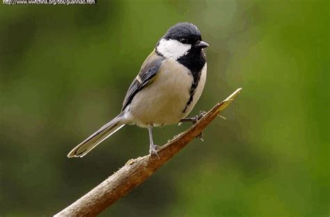 南昌周边常见鸟类 Word文档在线阅读与下载 免费文档