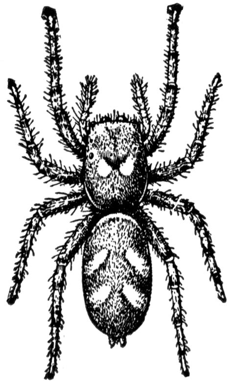 Jumping Spider ClipArt ETC