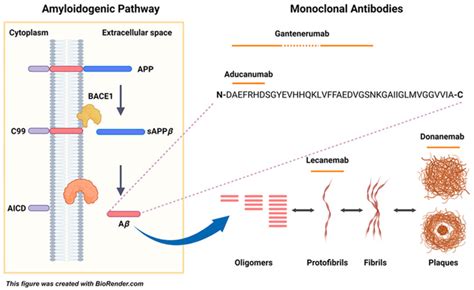 Targeting Amyloid Pathology In Early Alzheimers The Promise Of