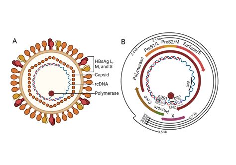 Hbv Virion Structure And Genomic Structure Biorender Science Templates