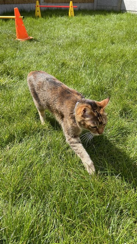 Pretty Much The Only Proof Shes A Torbie R Torbie