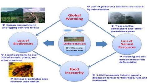 Deforestationpptx Introduction Causes Consequences And Solutions To Deforestation Ppt