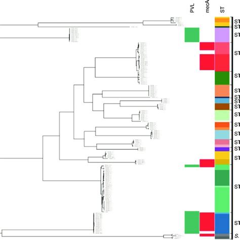Staphylococcus Aureus Sequence Types Sts Recovered From Carriage And