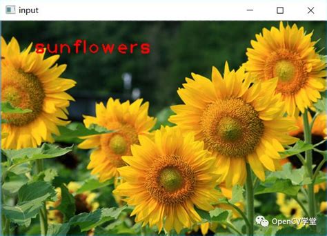 Keras教程 基于迁移学习实现花卉图像分类 搜狐大视野 搜狐新闻