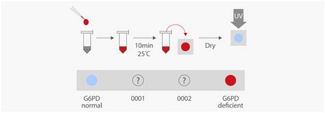 G6pd Deficiency And G6pd Activity Testing Mindray