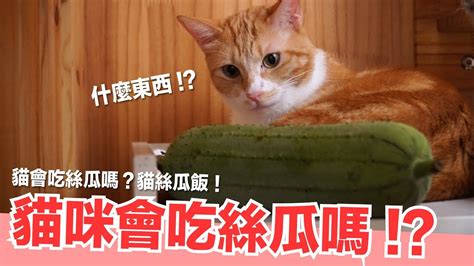貓會吃絲瓜？做貓的絲瓜飯試試看！【貓副食食譜】貓鮮食廚房ep167 Youtube