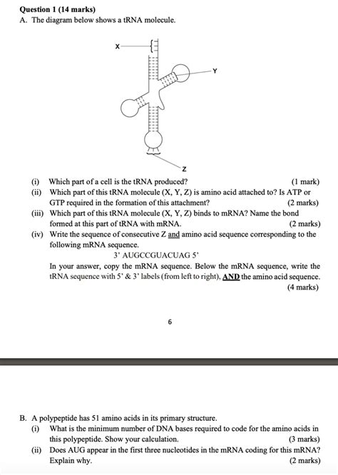 Question Marks The Diagram Below Shows Trna Molecule Which Part Of