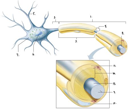 Nerve Cell 3 Diagram Quizlet