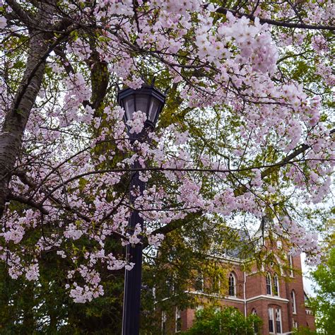 Download Cherry Blossom Background