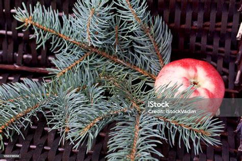 블루 스프루 스와 잘 익은 향기로운 사과의 지점입니다 에 대 한 고리 버들 세공 덩굴의 배경 가문비나무에 대한 스톡 사진 및 기타 이미지 Istock