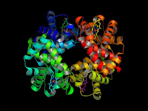 Figurehemoglobin Pymol Documentation Figurehemoglobin Pymol Documentation