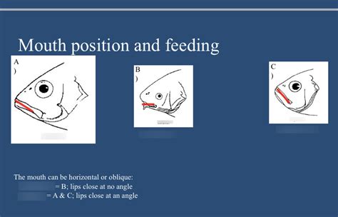 lab practical 8 diagram quizlet