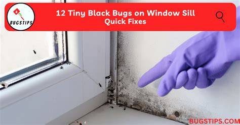 Tiny Bugs On Windowsills Identification Prevention And Extermination