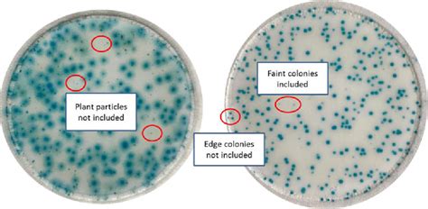 Figure 2 From Automated Image Analysis With Imagej Of Yeast Colony Forming Units From Cannabis