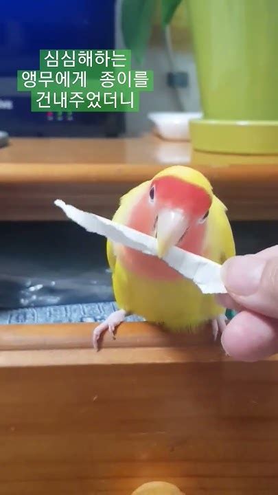 종이건네주면심심한 모란앵무모란앵무새 Shorts Youtube