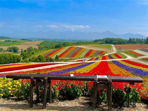 【北海道2泊3日旅行】定番の観光スポットをつめこんだ夏の北海道2泊3日旅行モデルコース！【2日目：美瑛・富良野・札幌】 ぽんずのおでかけ。