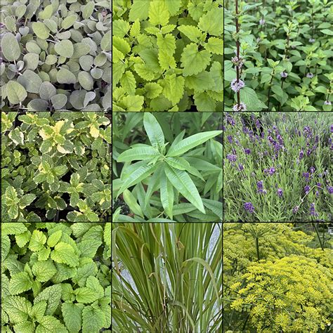 Different Types Of Sage Growing Herbs For Flavor And Fun Hyannis
