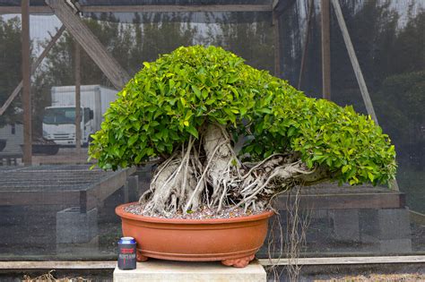 Ficus Microcarpa ‘chinese Banyan One Of A Kind Bonsai Wigerts Bonsai