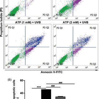 Adenosine Triphosphate ATP Supplementation Reduced Cellular And Download Scientific Diagram