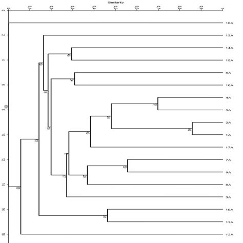 Similarity Dendrogram Constructed Based On The Sequences Of Bands