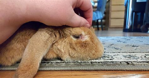 Disapproving Bun Peaches