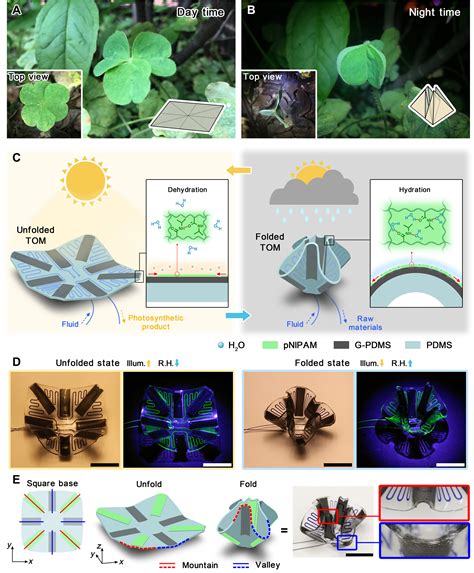 Photosynthesis Leaf Foldable