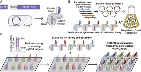 Crispr Based Peptide Library Display And Programmable Microarray Self