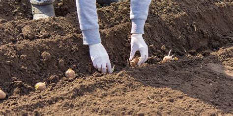 Europe Early Potato Processing Crop Seeding Is Likely To Be Delayed