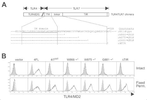 Neither The Linker Region Nor The Tir Domain Is Necessary For Targeting Download Scientific