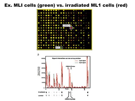 Ppt Lecture 7 Functional Genomics Gene Expression Profiling Using