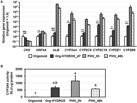 Efficient Hepatocyte Differentiation Of Primary Human Hepatocyte Derived Organoids Using Three
