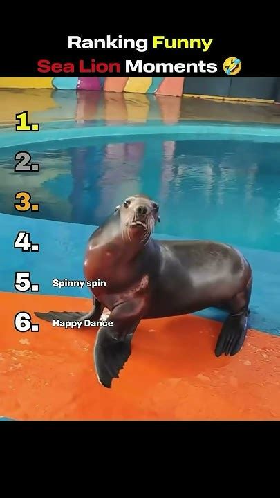 Ranking Funniest Sea Lion Moments Shorts Funny Youtube