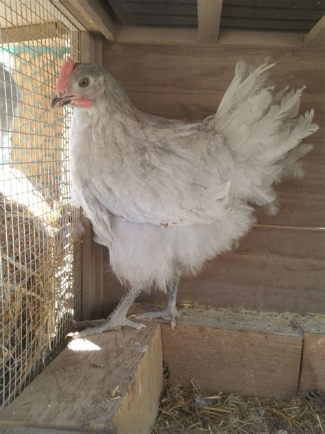 Lavender Orpington Sex Backyard Chickens Learn How To Raise Chickens